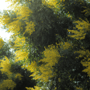 30 Interesting Facts about Black Wattle Tree - Plants Beginner