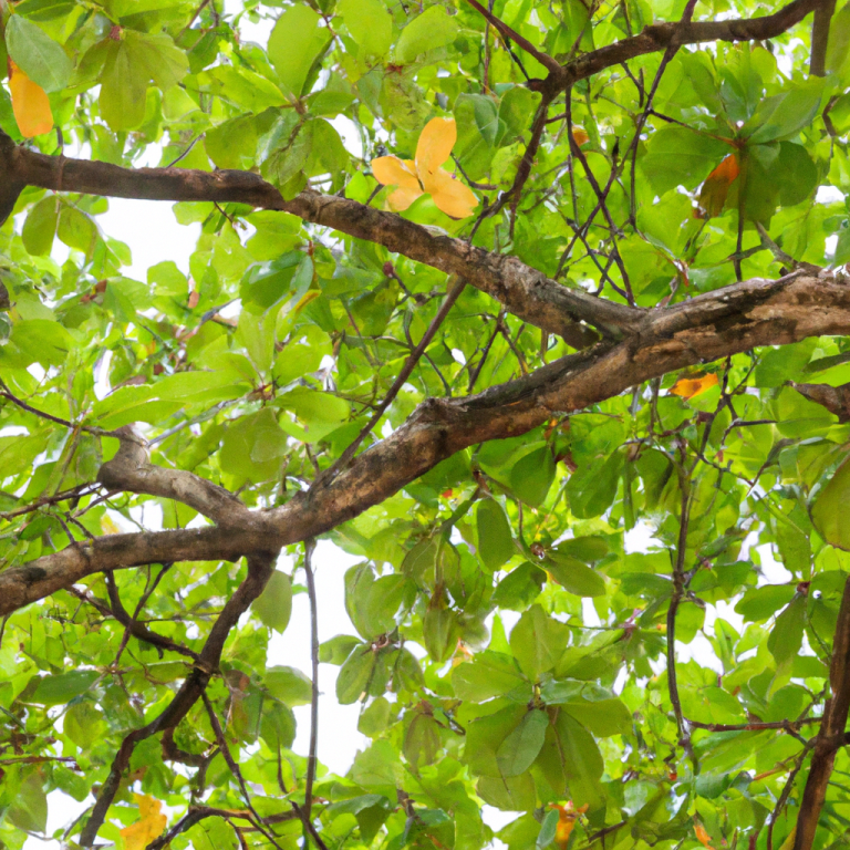 Discovering Pigeonwood Tree: 20 Fascinating Questions Answered - Plants ...